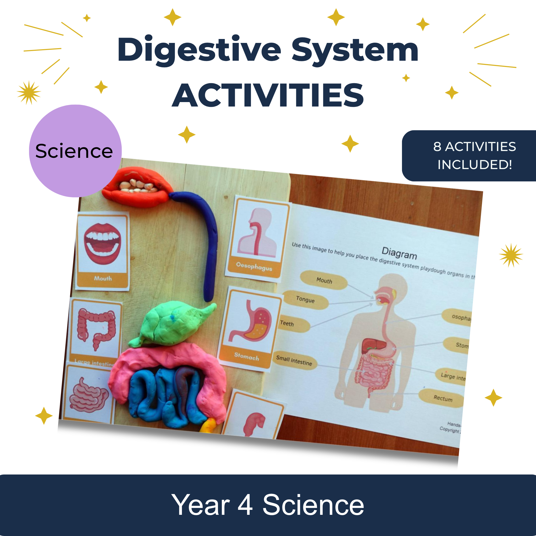 Year 4 Digestive System Activities | KS2 Science & DT Topic Pack ...