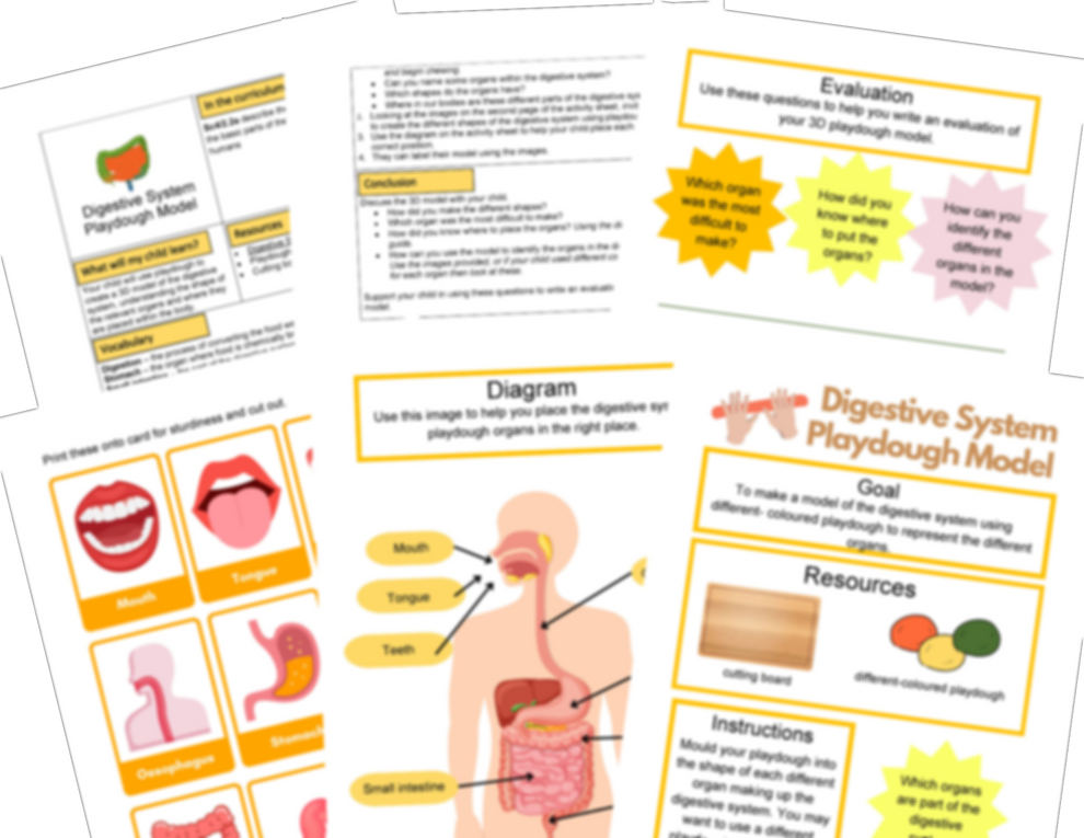 Year 4 Digestive System Activities | KS2 Science & DT Topic Pack ...