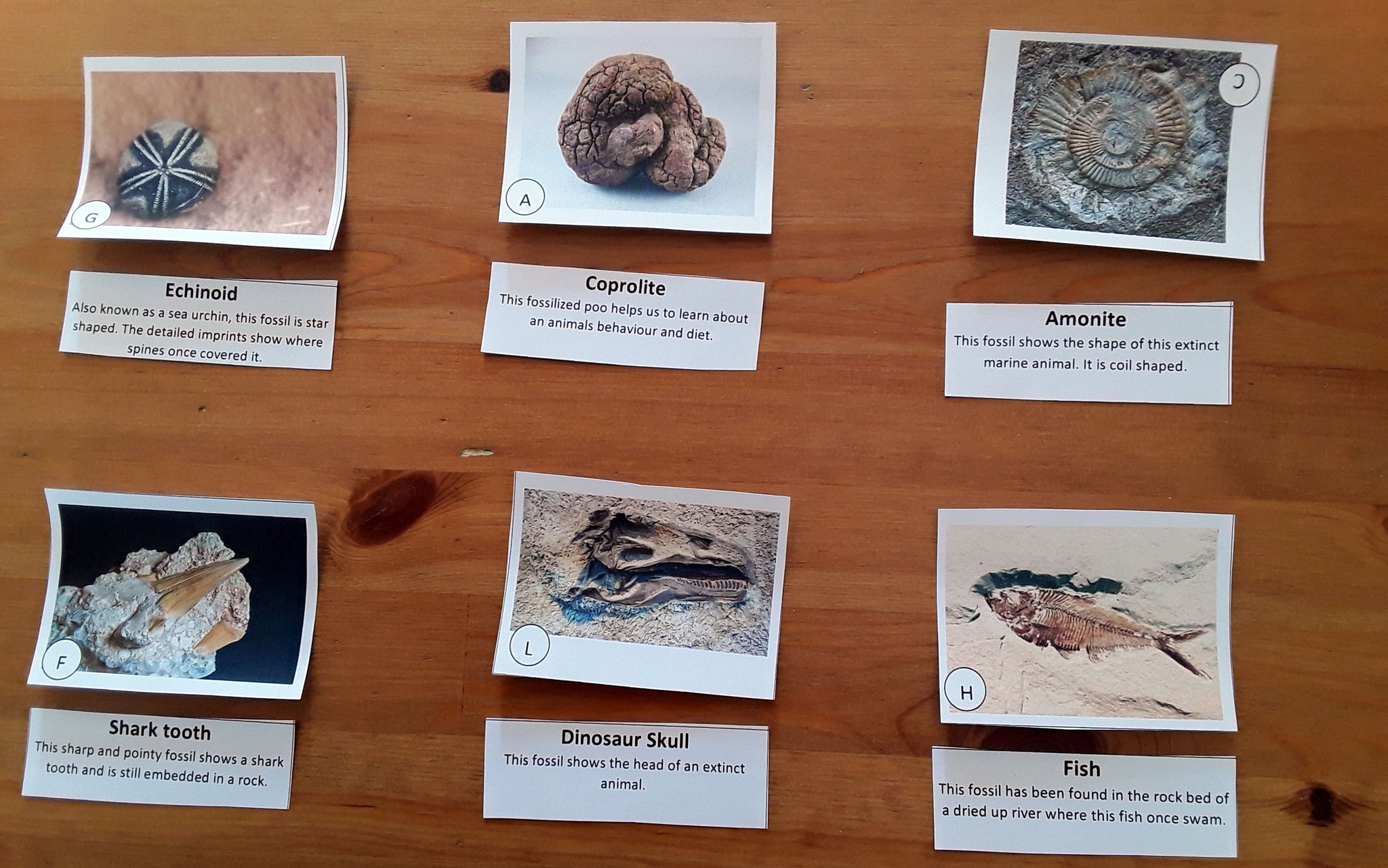 KS2 Fossils Activities | Hands-On Education
