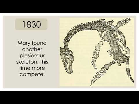 Year 3 Fossils Activities | Primary Science | Hands-On Education